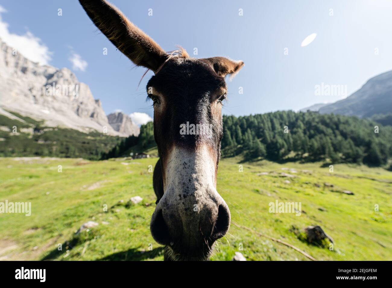Donkey inside hi-res stock photography and images - Alamy