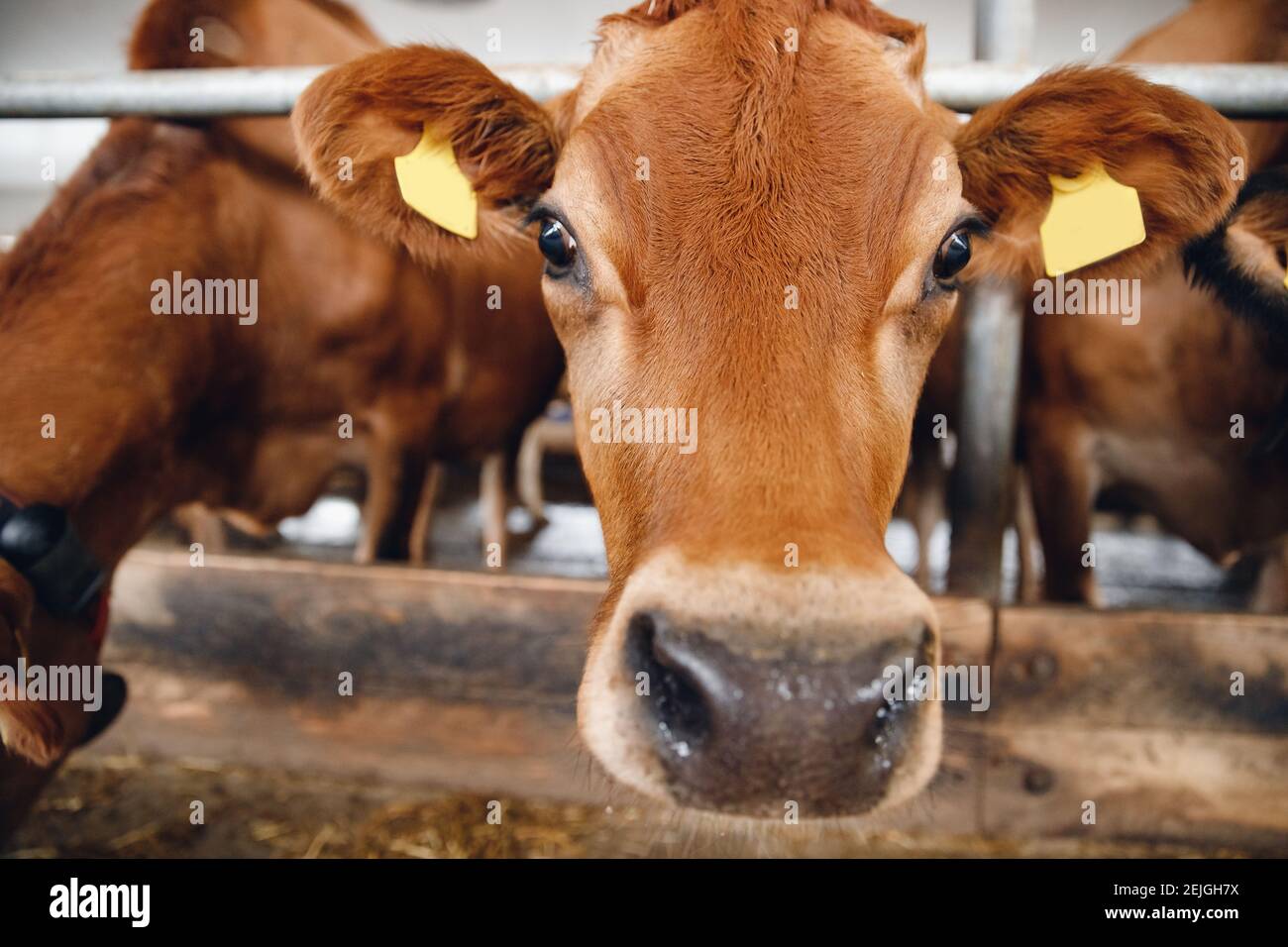 Portrait of red hairy jersey smile cow funny face, big ears showing ...