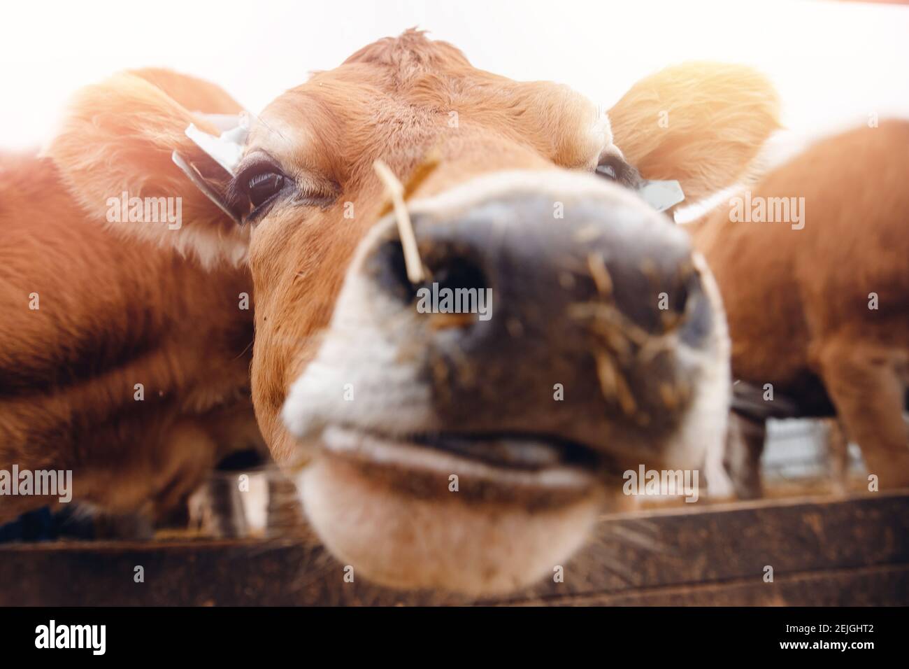 Cattle showing the tongue hi-res stock photography and images - Alamy