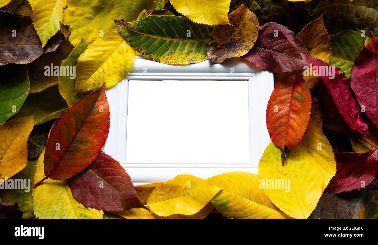 Autumn leaves surrounding a white wooden frame with an empty surface ...