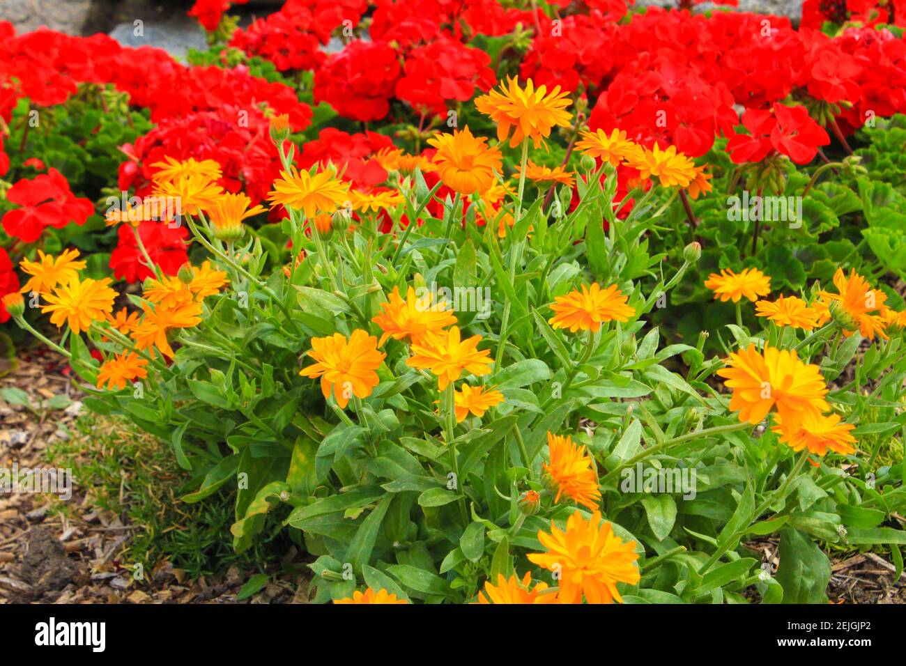 Orange calendula flowers and red pelargonium at flower beds Stock Photo ...