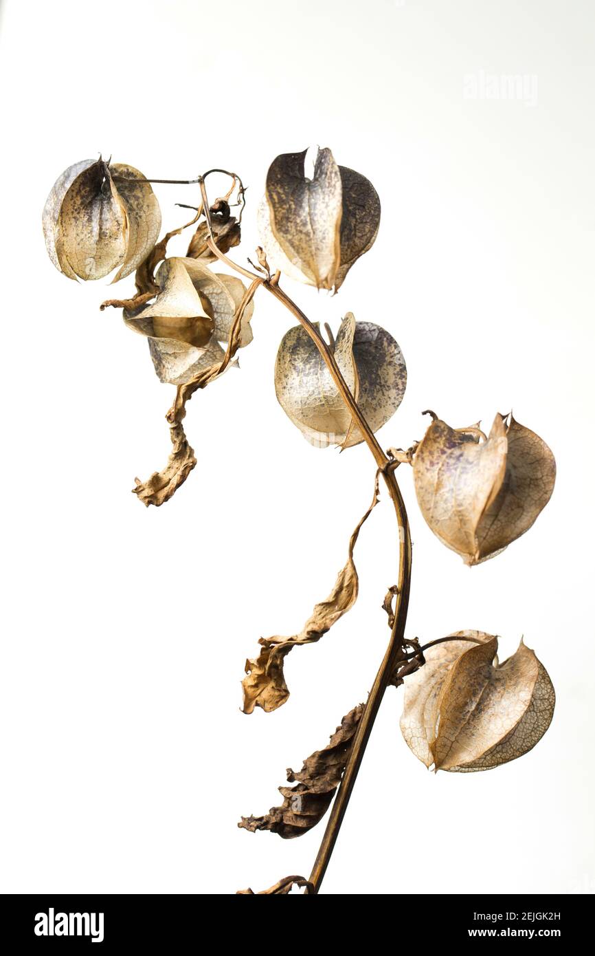 Plant structures hi-res stock photography and images - Alamy