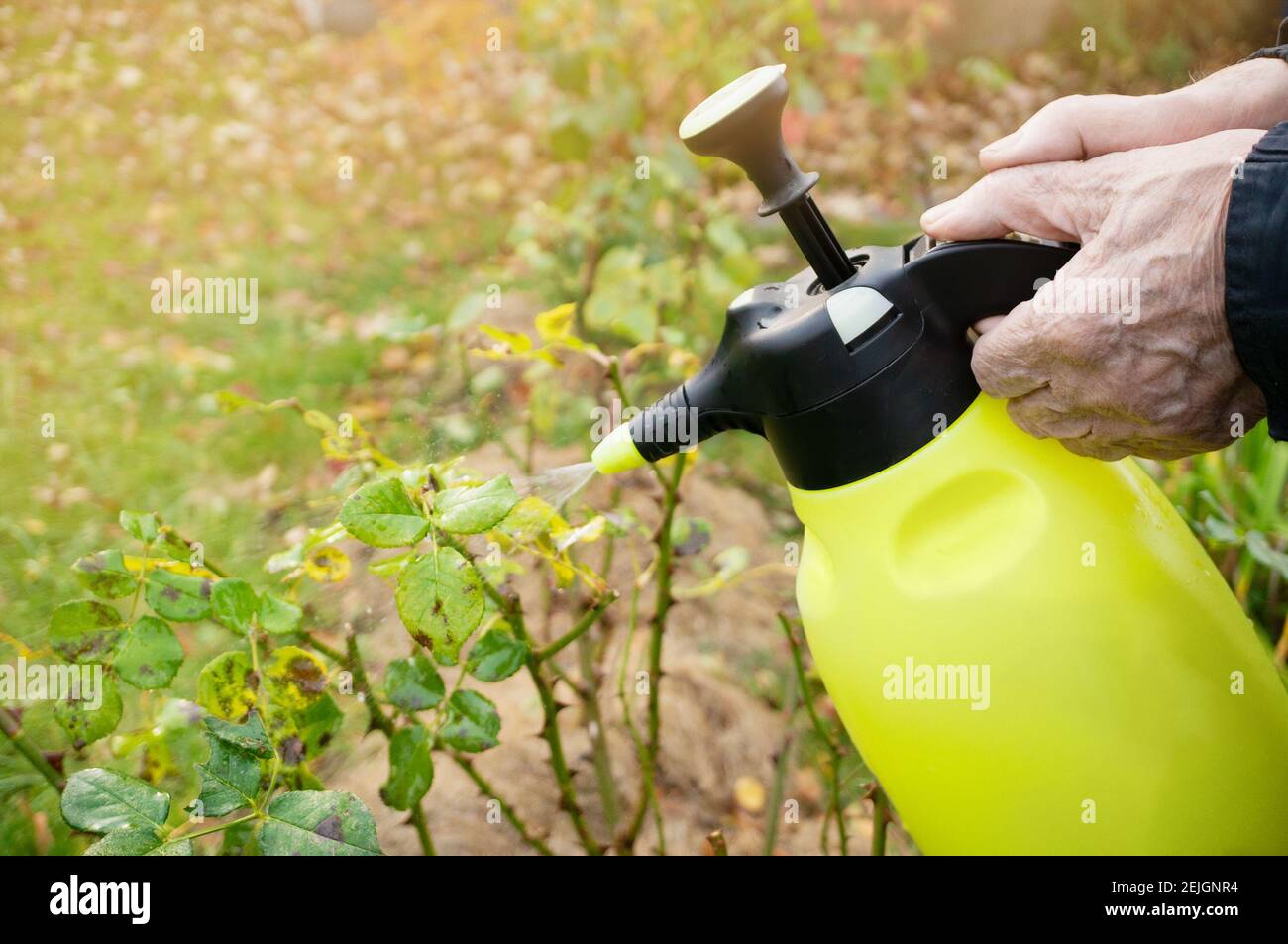 Treatment of affected rose plants with fungicides from a spray gun ...