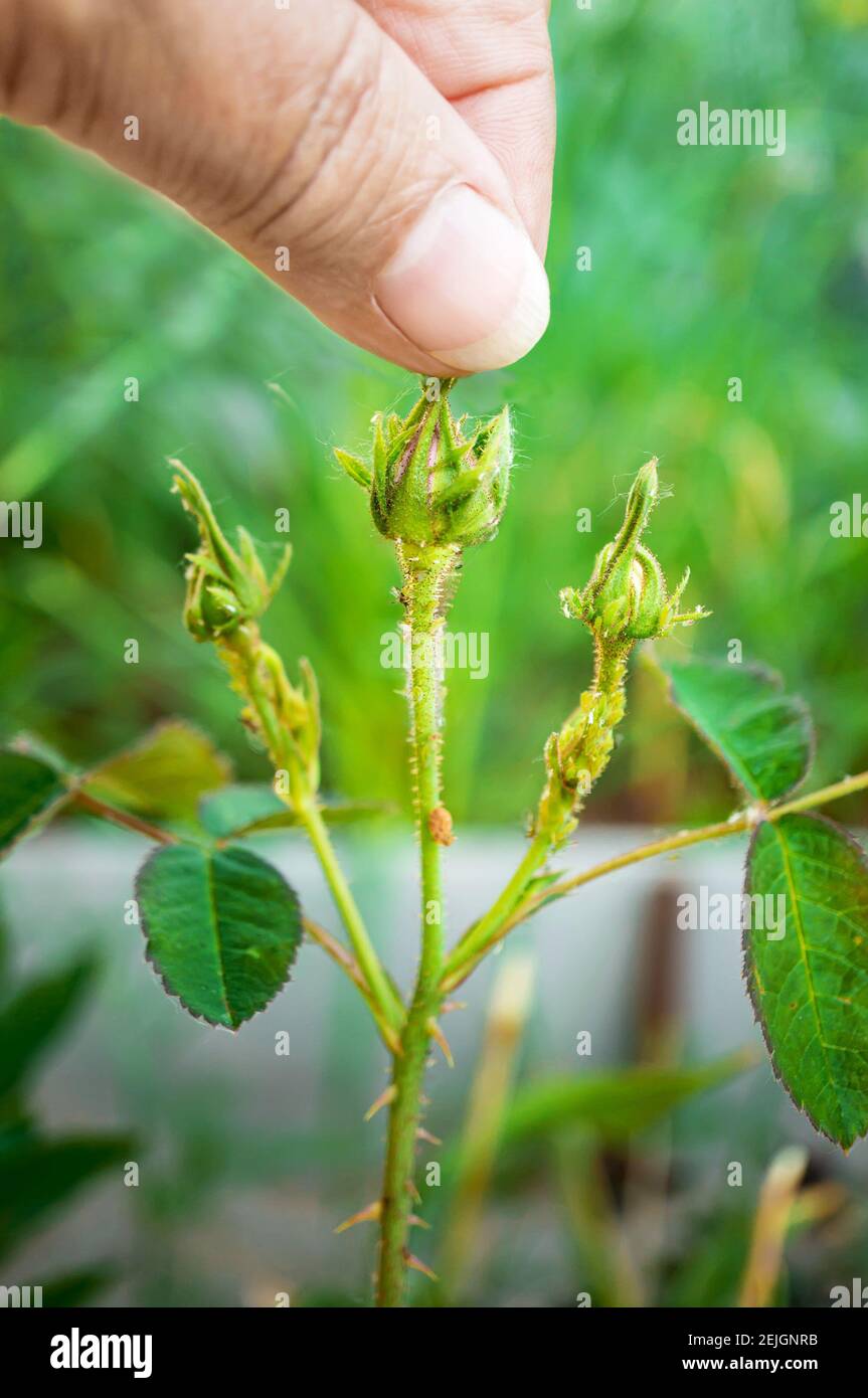 green aphid on a cultivated rose plant. the plant in the garden is ...