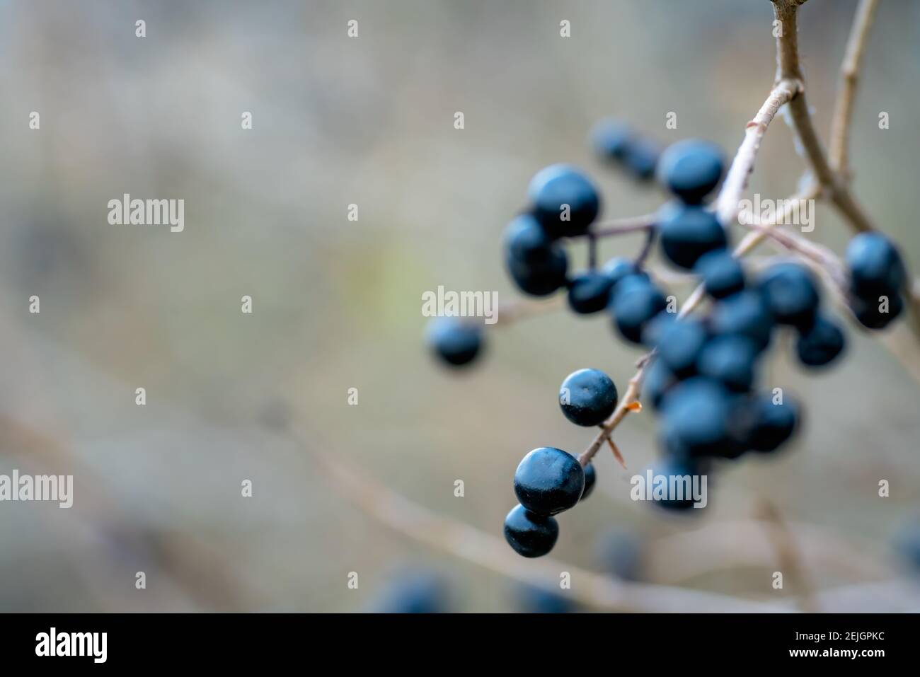 Black berries of the Bryony plant and flower growing on a small twig of ...