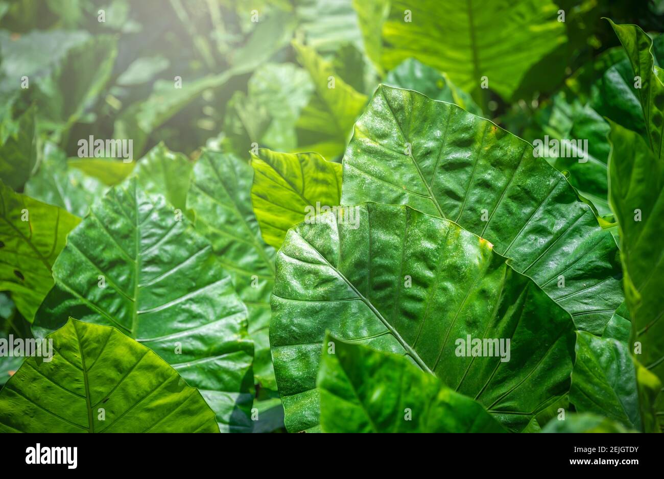 Closeup shot of a giant leaves of a green tropical plant growing in the ...