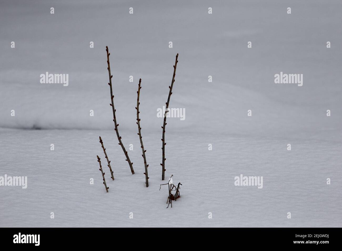 Dead Vegetation Sticking Out of the snow Stock Photo - Alamy