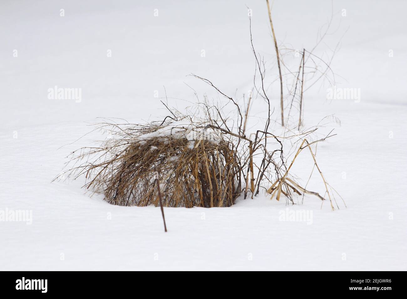 Dead Vegetation Sticking Out of the snow Stock Photo - Alamy