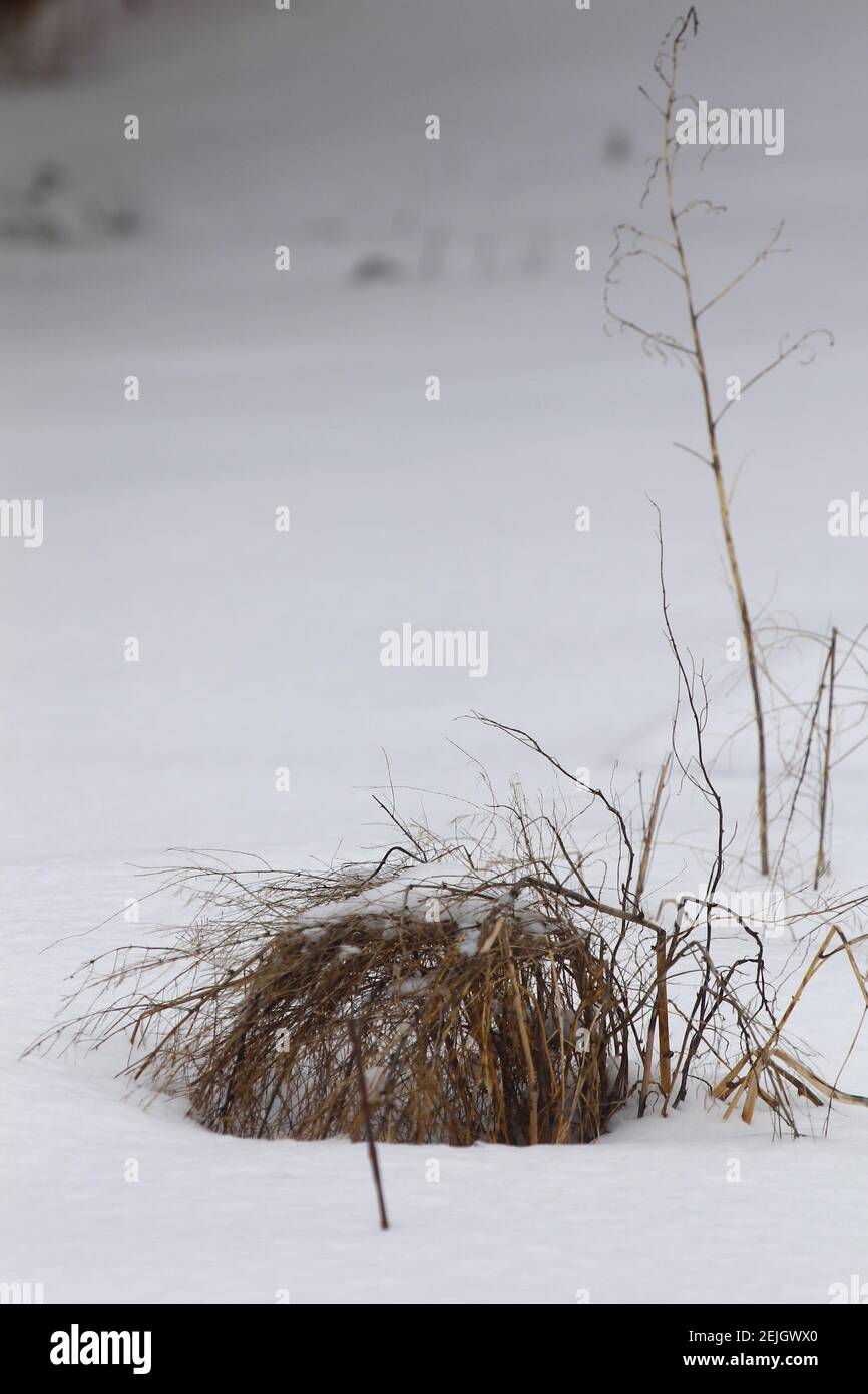 Dead Vegetation Sticking Out of the snow Stock Photo - Alamy