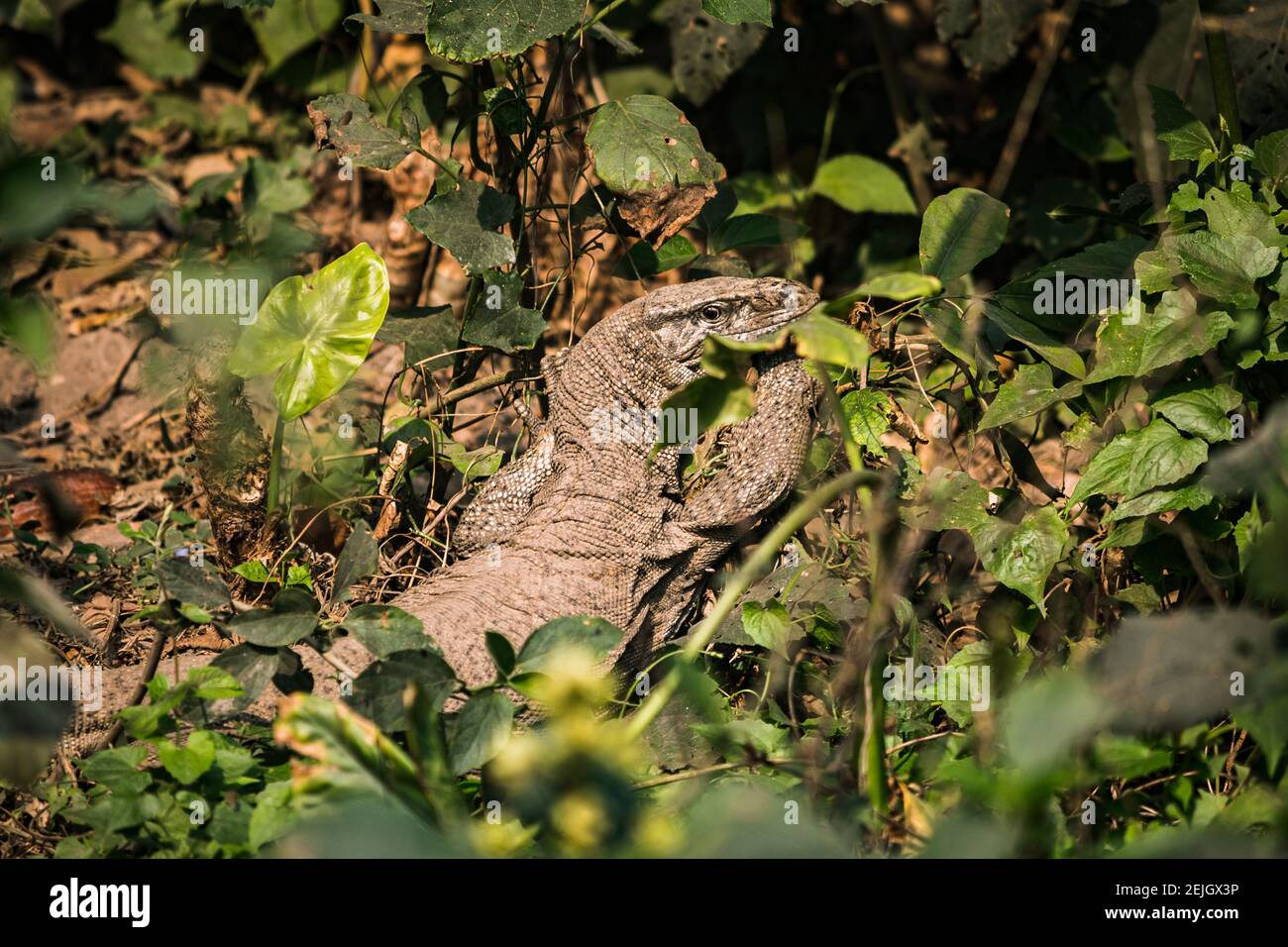 In winter, a Bengal monitor (Varanus bengalensis) or common Indian ...