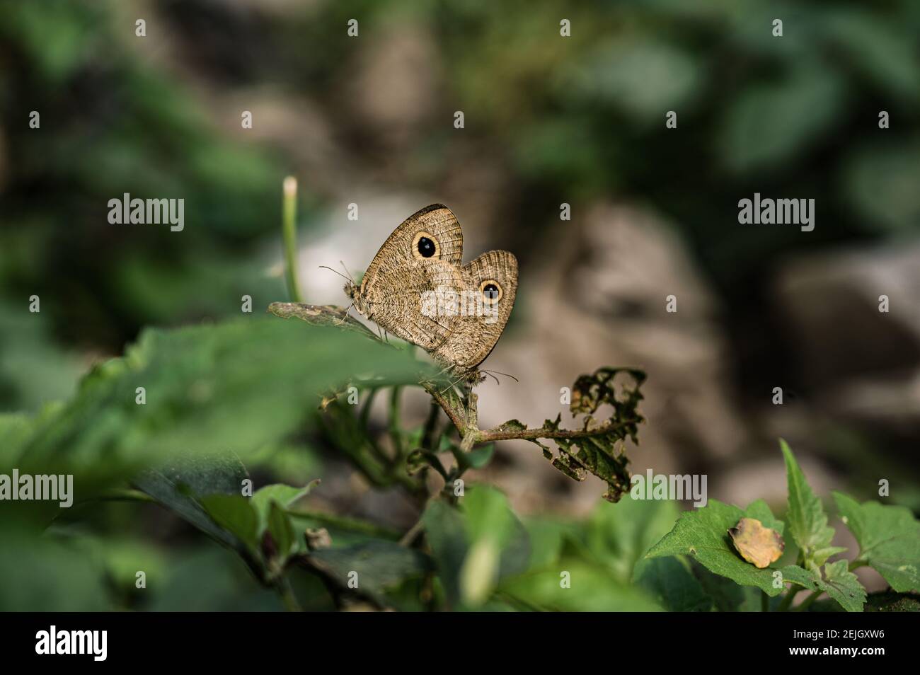 Ring species hi-res stock photography and images - Alamy