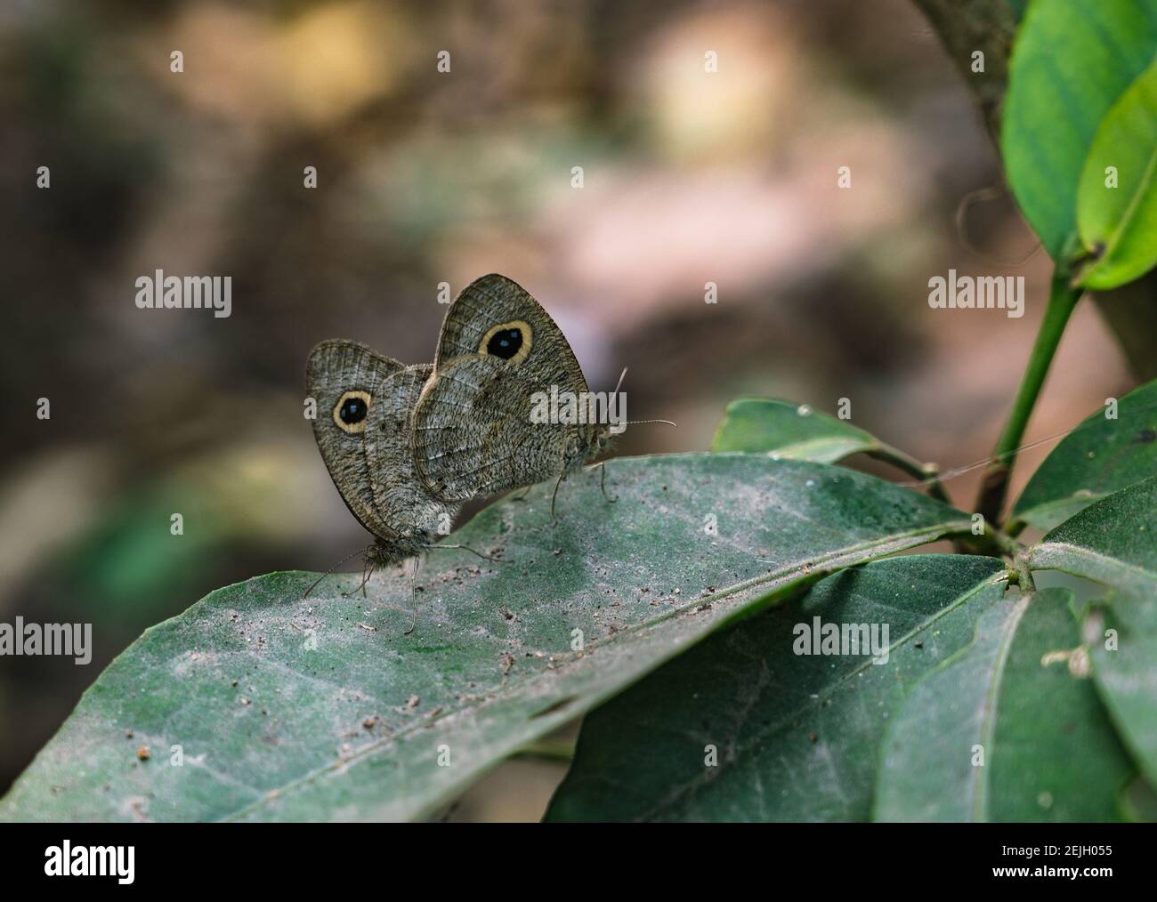 India forest butterfly hi-res stock photography and images - Alamy