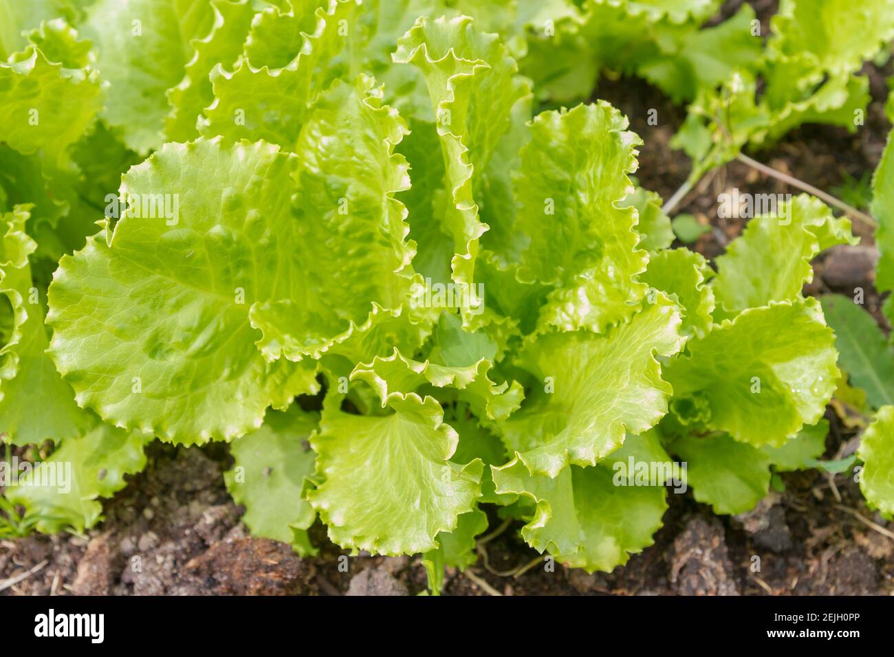 Green lettuce leaves grow in the garden in the summer Stock Photo - Alamy