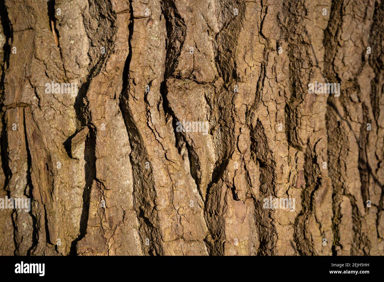Tree bark uk hi-res stock photography and images - Alamy
