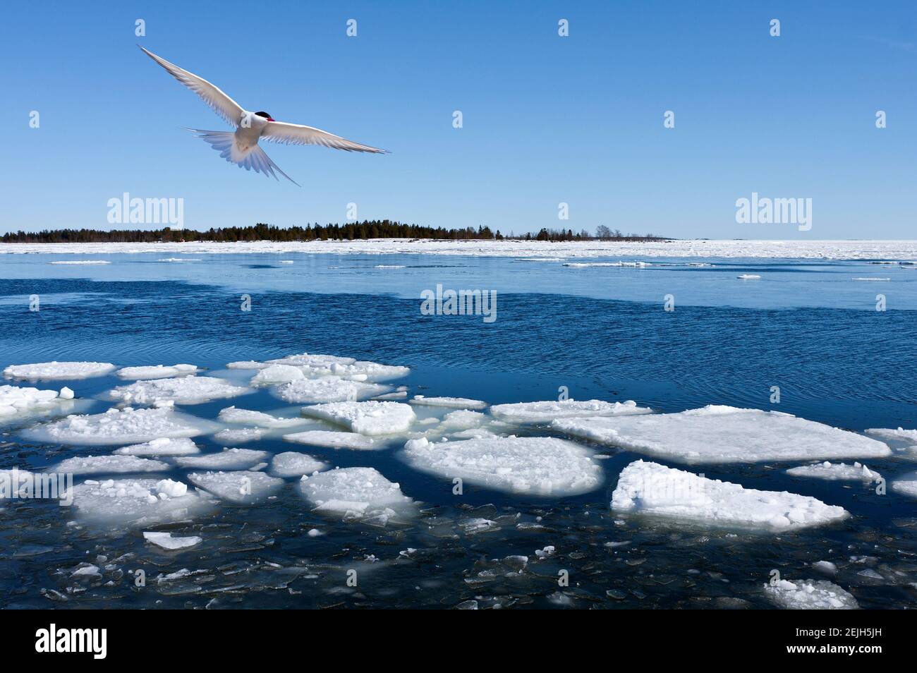 Coast of the Baltic Sea during when the ice at sea breaks up. Berries ...