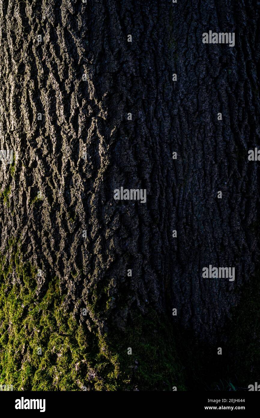 Close up tree base hi-res stock photography and images - Alamy