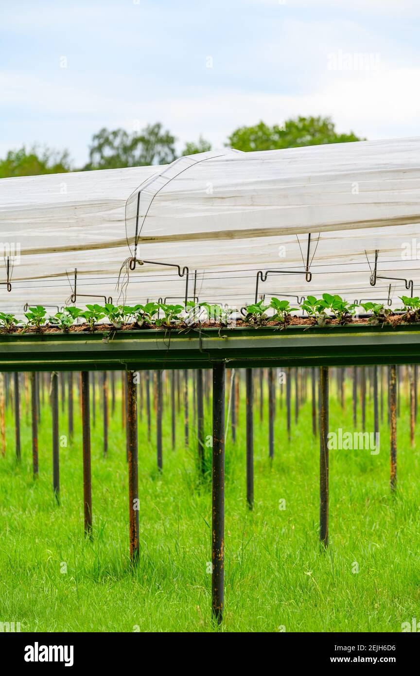 Bio farming in Netherlands, outdoor hydroponic shelved systems for ...
