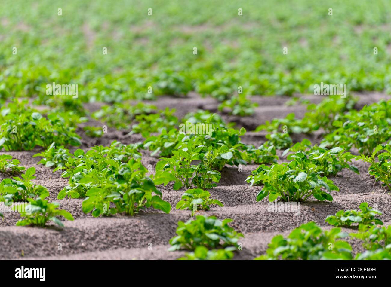 Young potato plants growing in rows on farm field in springtime Stock ...