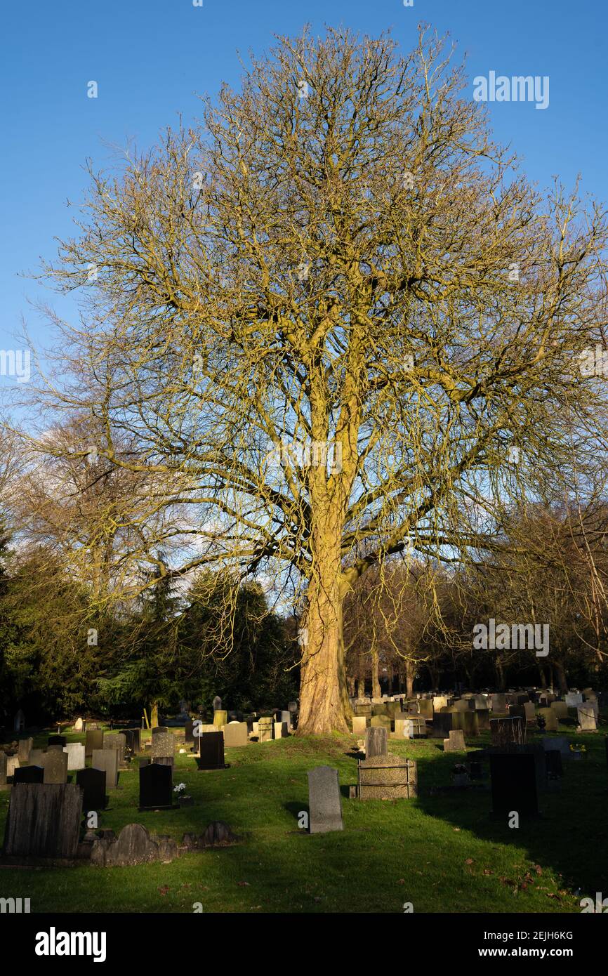 A single large mature tree in a cemetery surrounded by gravestones in ...