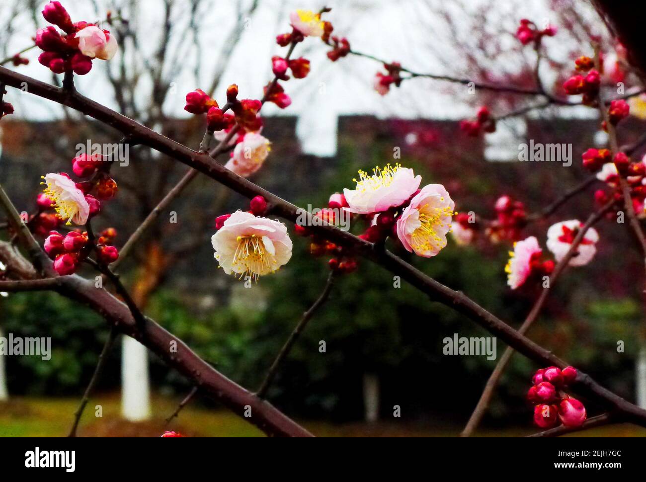 Jiangsu,CHINA-Suzhou, east China's Jiangsu province, receives its first ...