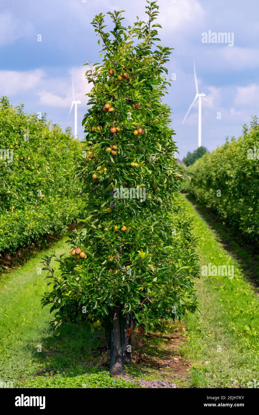 Green organic orchards with rows of apple trees with ripening fruits in ...
