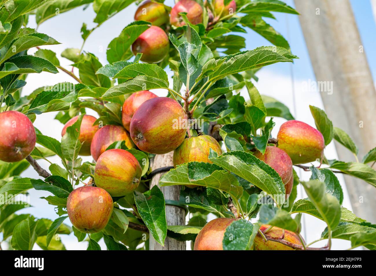Green organic orchards with rows of apple trees with ripening fruits in ...