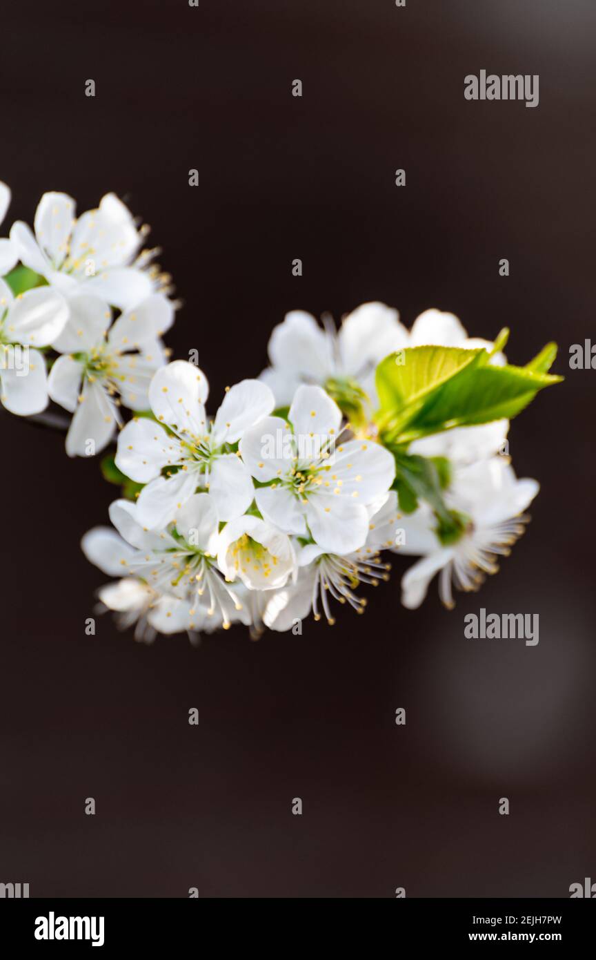 Spring white blossom of sour cherry berry trees in orchard in sunny day ...