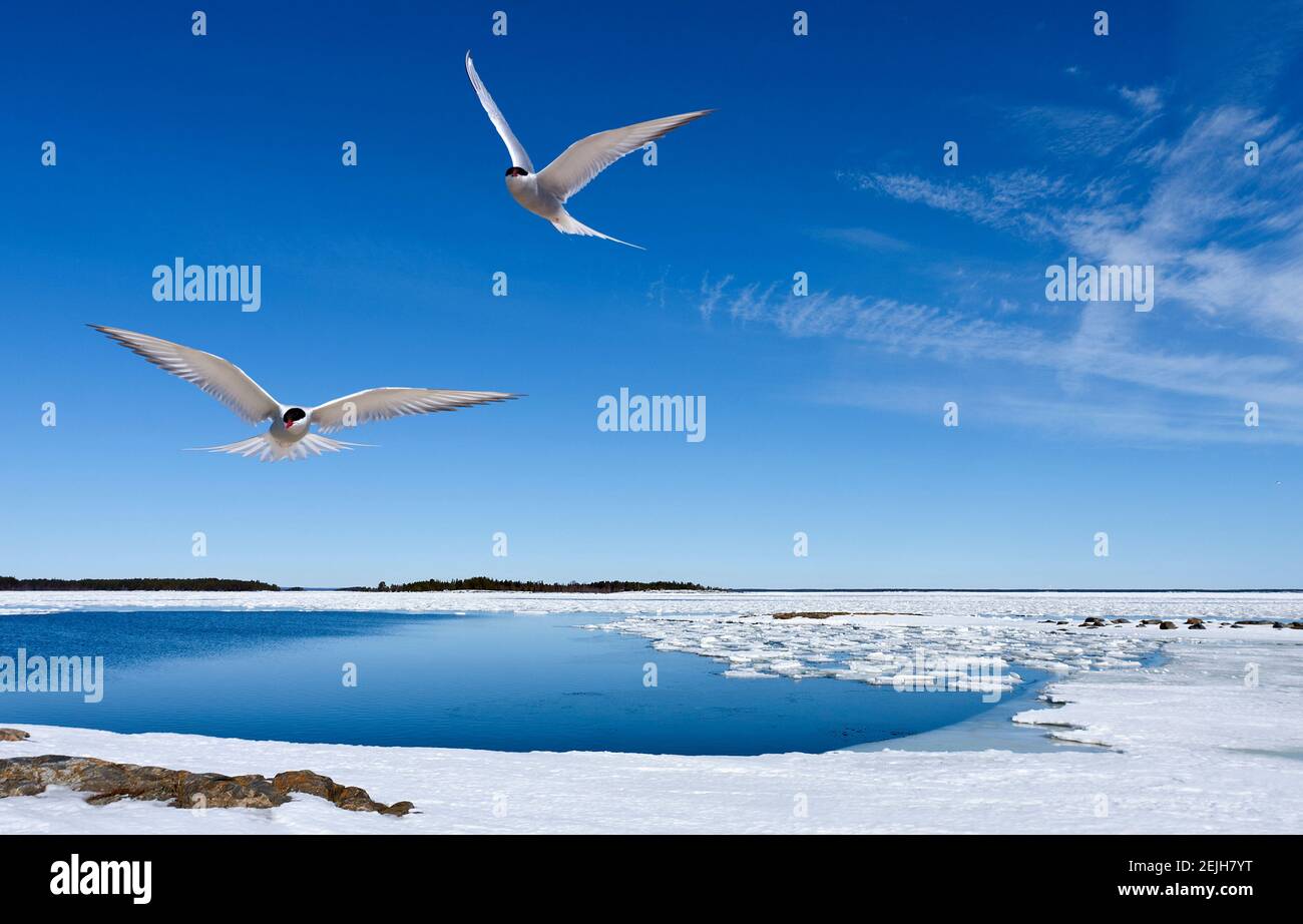 Coast of the Baltic Sea during when the ice at sea breaks up. Berries ...