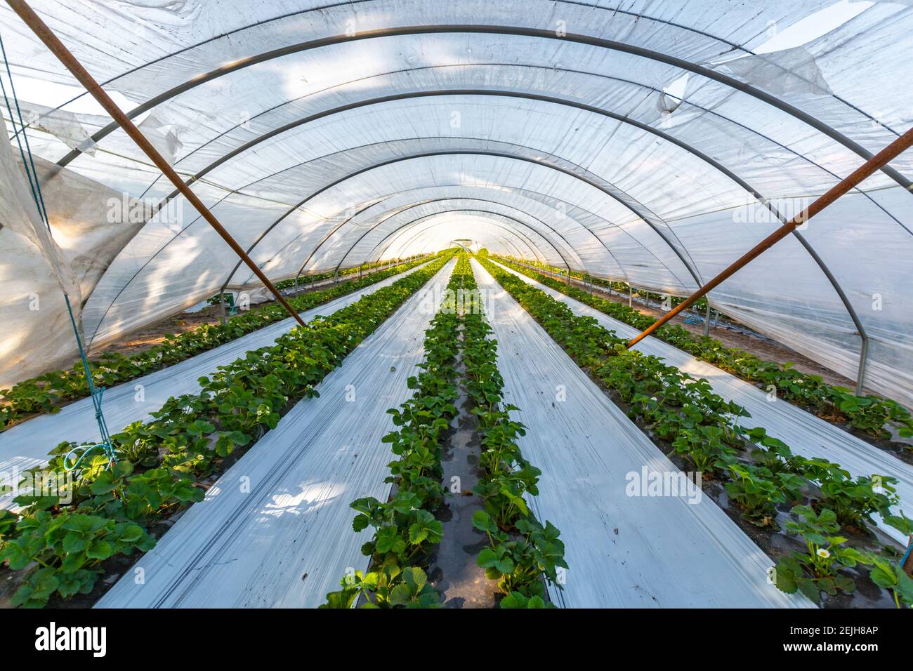 Cultivation of strawberry fruits using the plasticulture method, plants ...