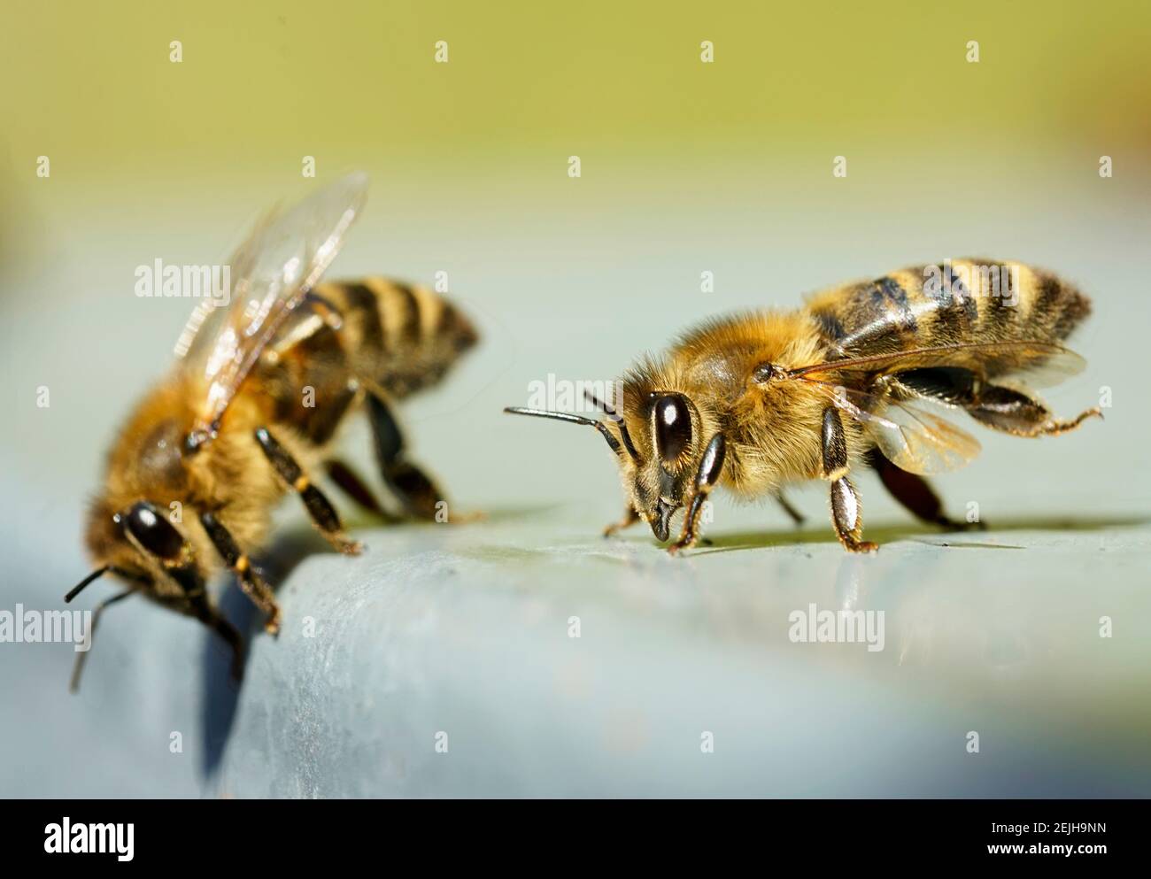 Close-up of bees on the lid of a beehive, taken on a sunny day Stock ...