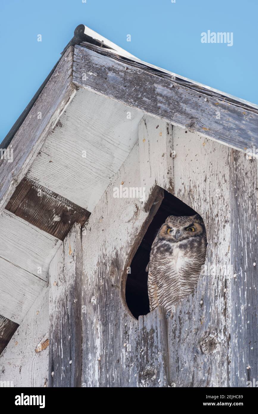 Barn owl fauna hi-res stock photography and images - Alamy