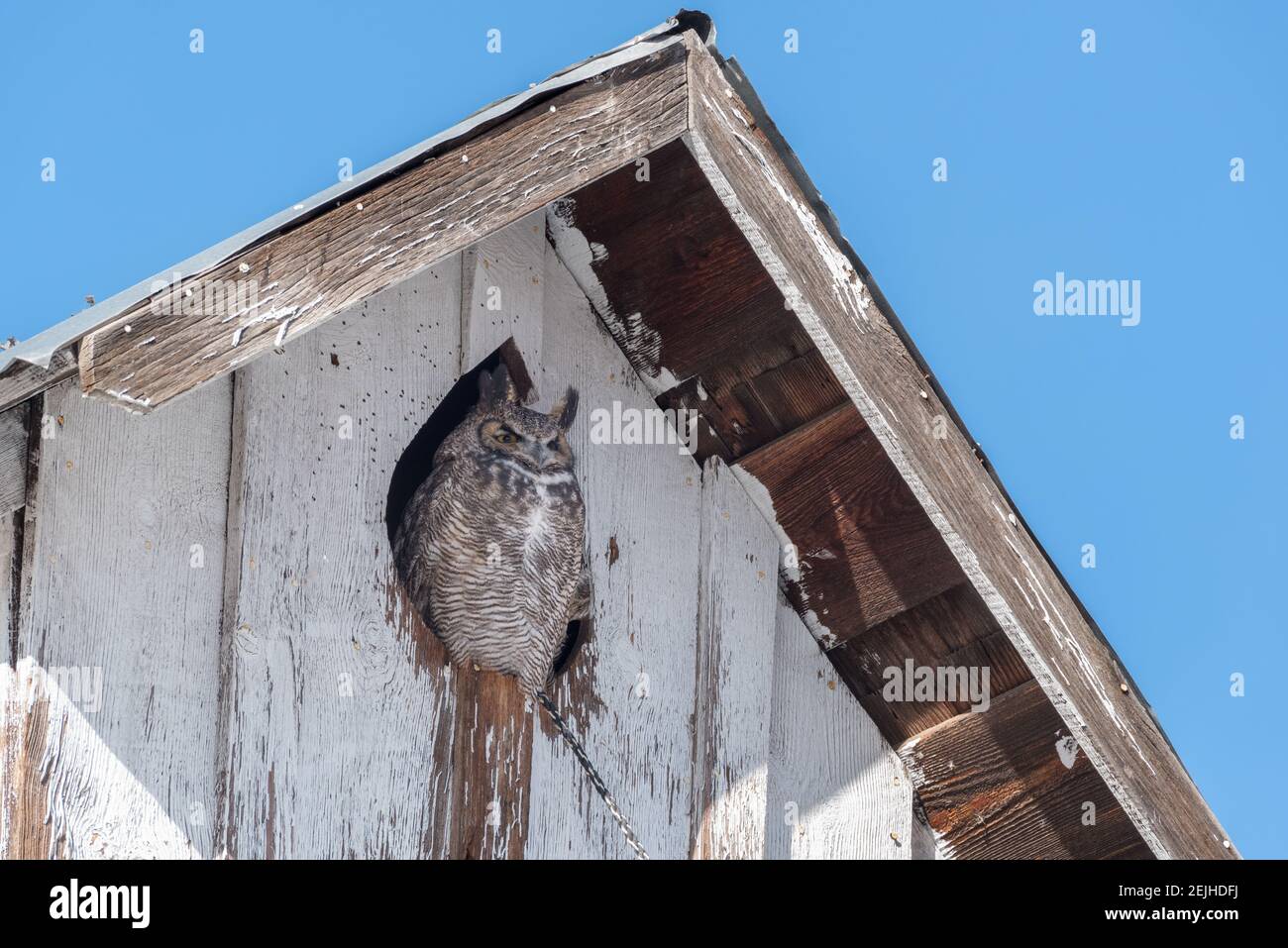 Barn owl fauna hi-res stock photography and images - Alamy