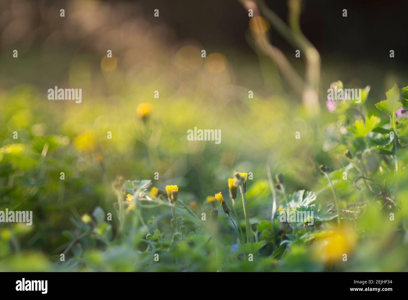 tea plants with sun rays Stock Photo - Alamy