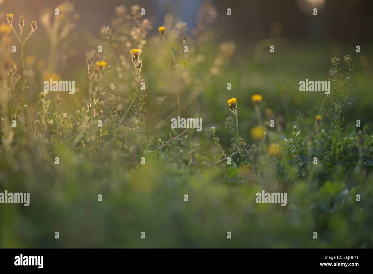 tea plants with sun rays Stock Photo - Alamy