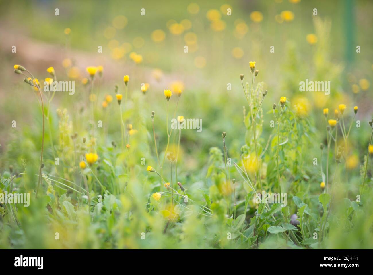 herbs with sun rays close up Stock Photo - Alamy