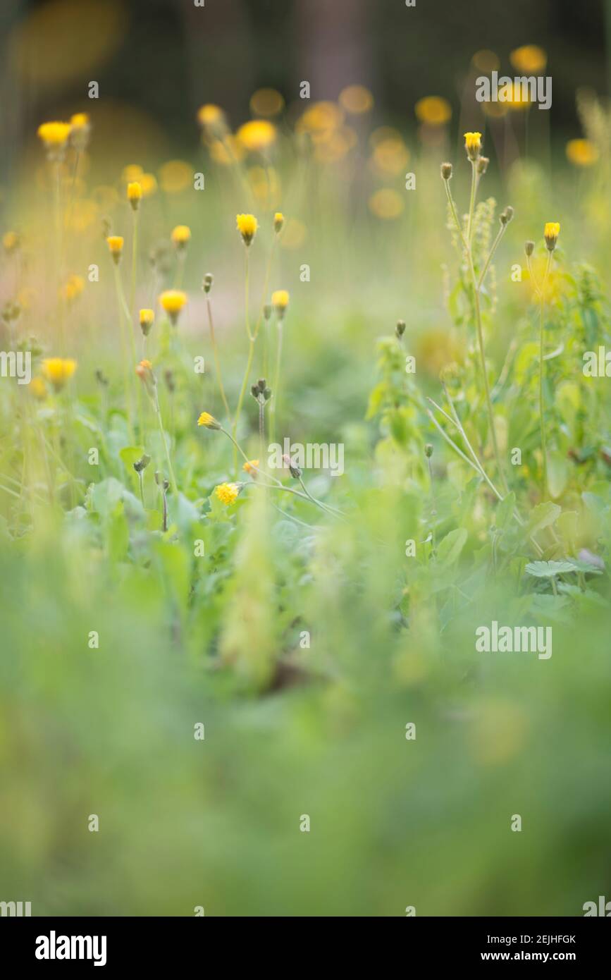 tea plants with sun rays Stock Photo - Alamy