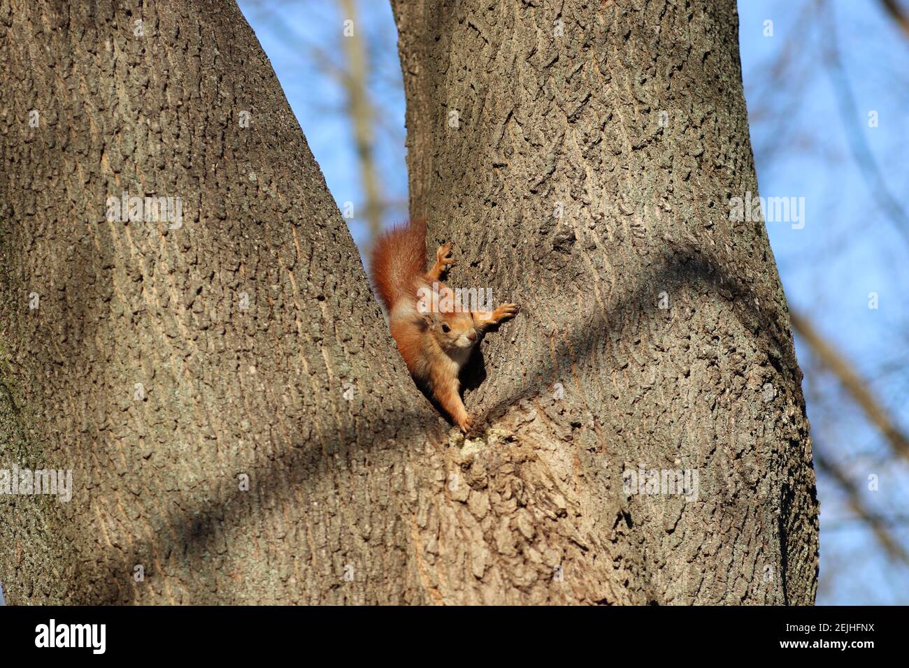 spring red squirrel on a tree Stock Photo - Alamy