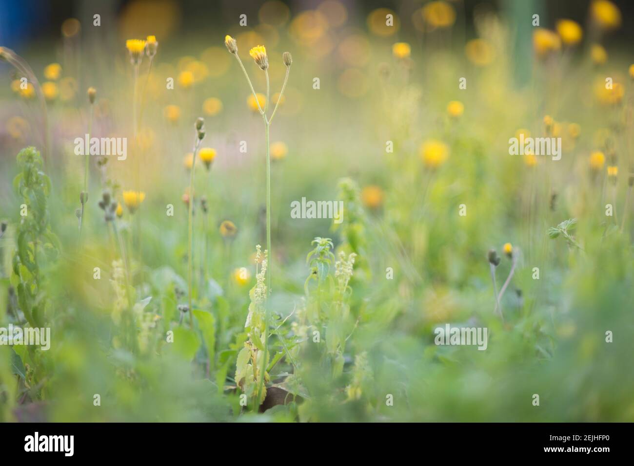 daisy plants with sun rays Stock Photo - Alamy