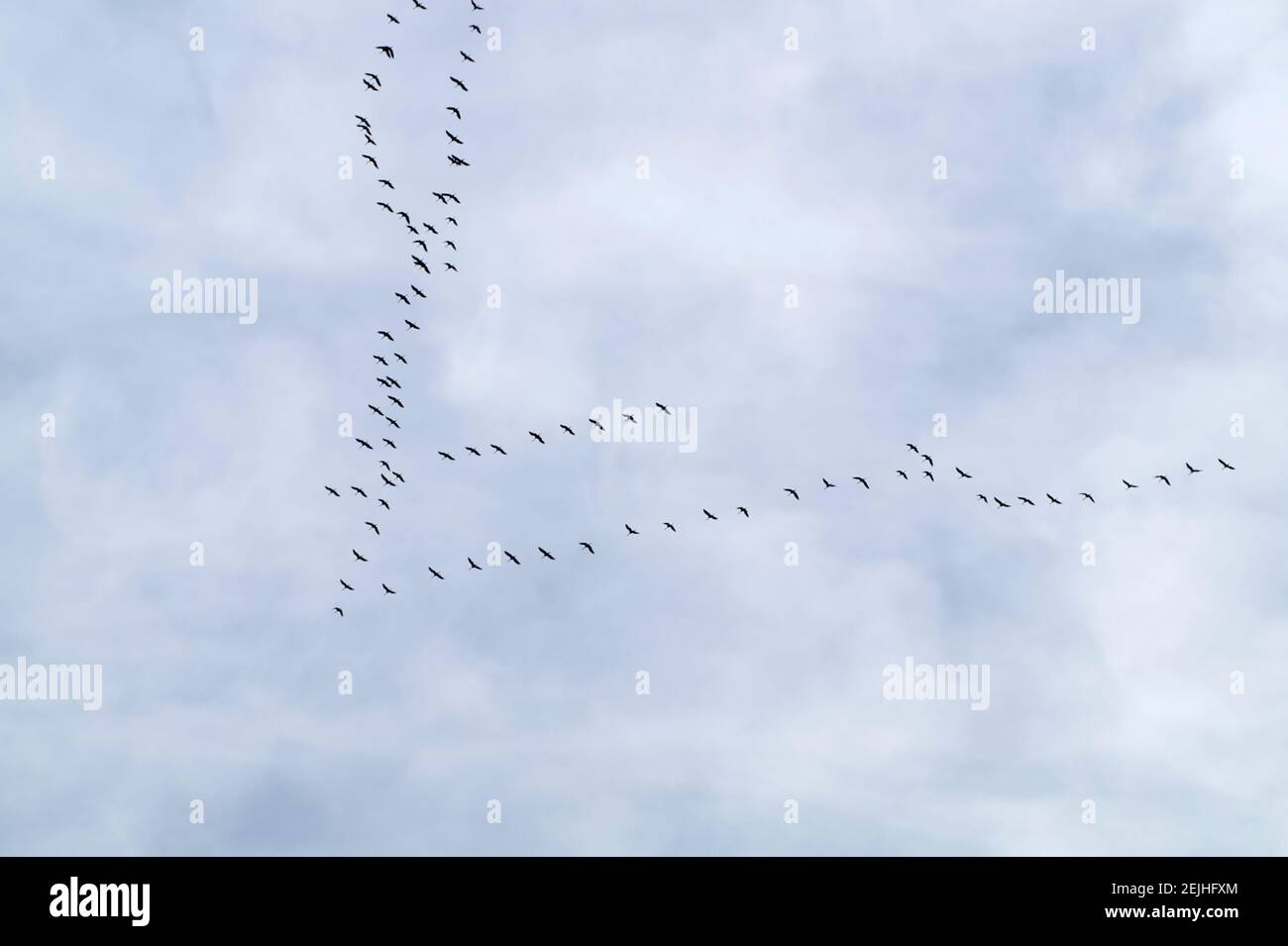 Common cranes in flight formation at passage of birds. Annual fall ...
