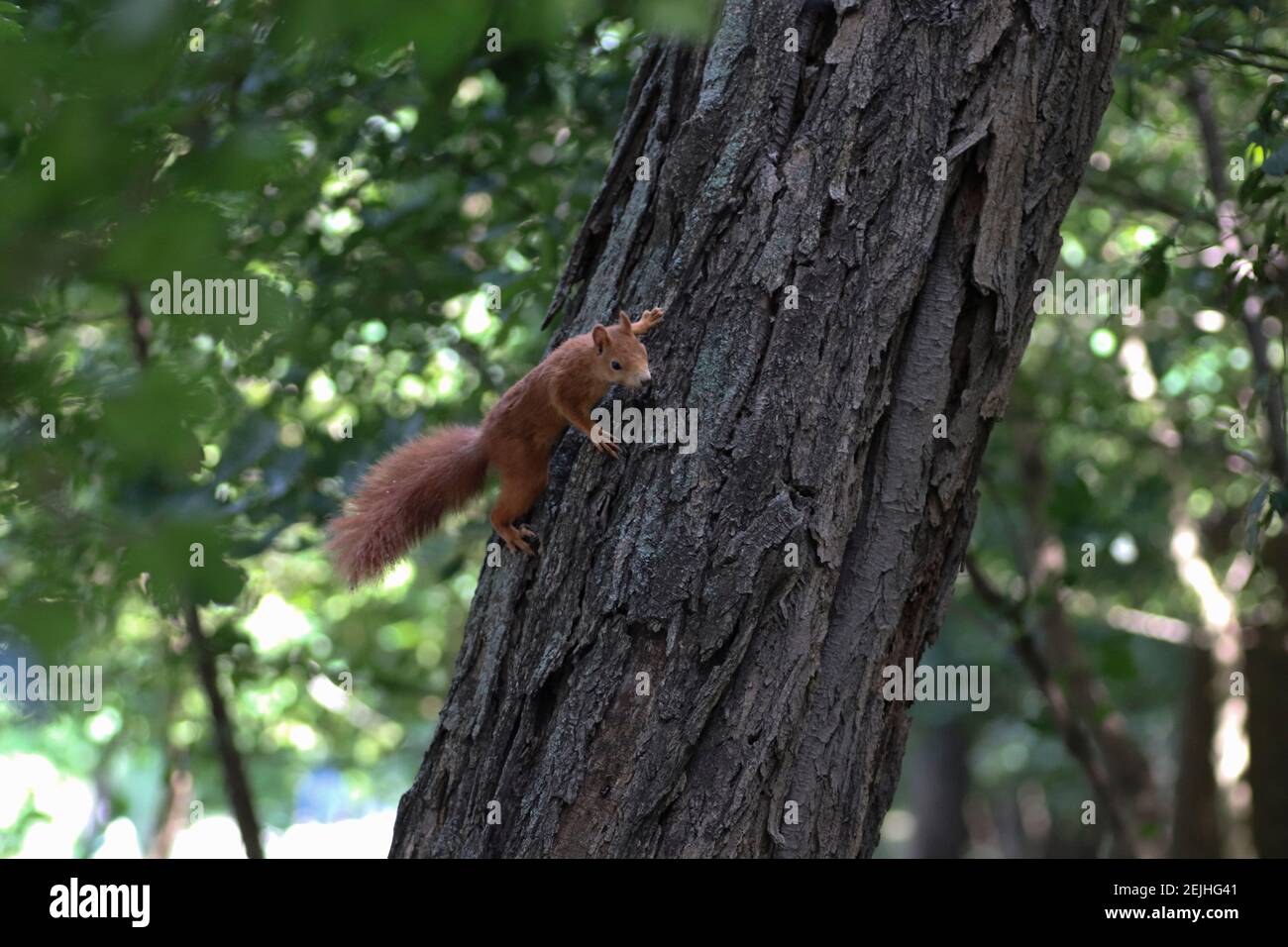 spring red squirrel on a tree Stock Photo - Alamy