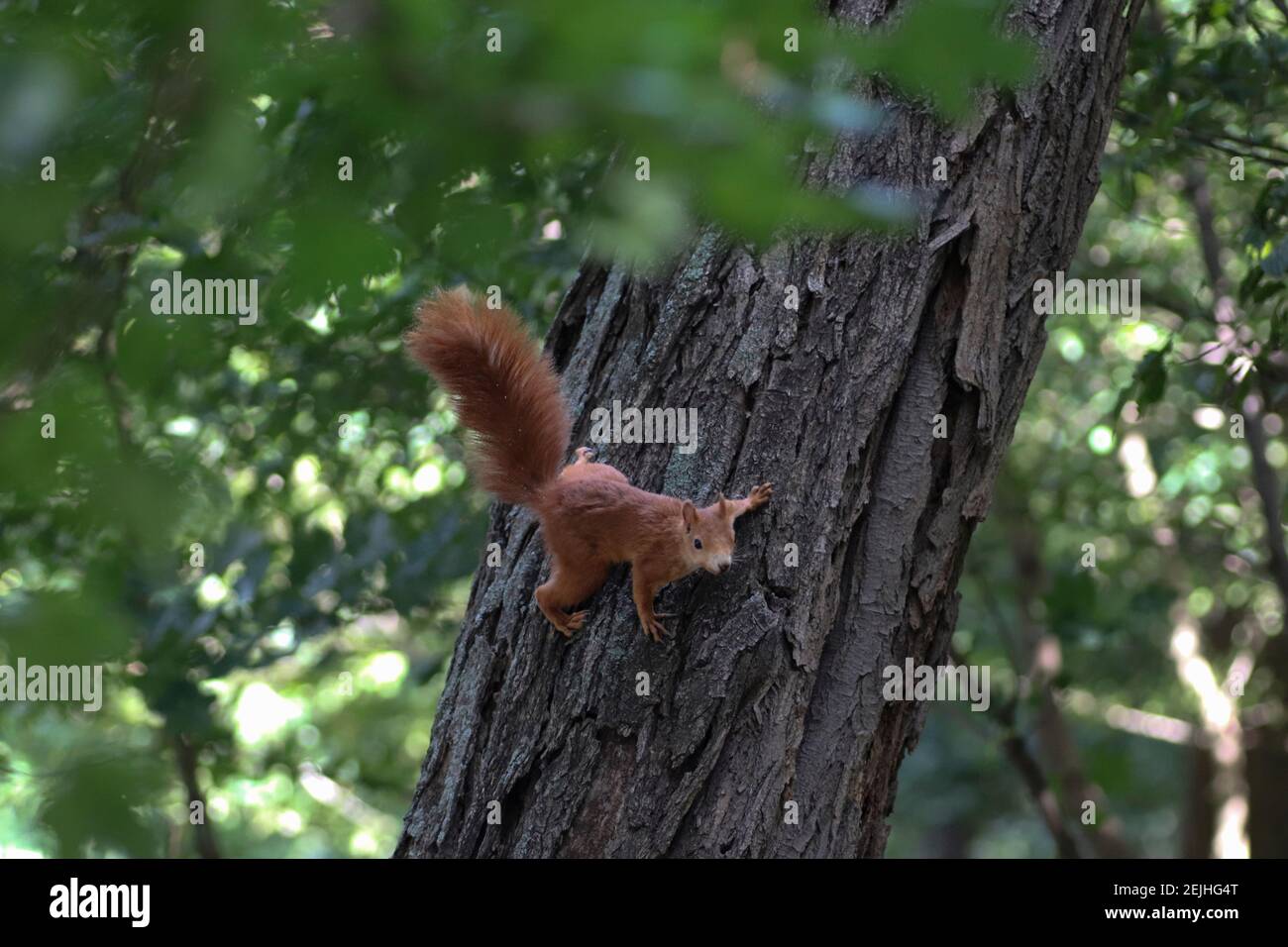 spring red squirrel on a tree Stock Photo - Alamy