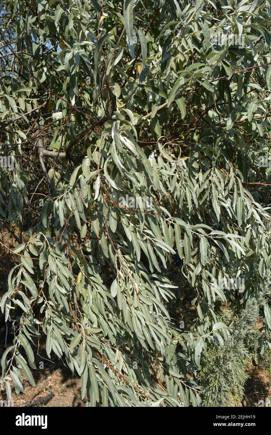 Beautiful oblong frosted leaves of Russian olive. Very beautiful and ...