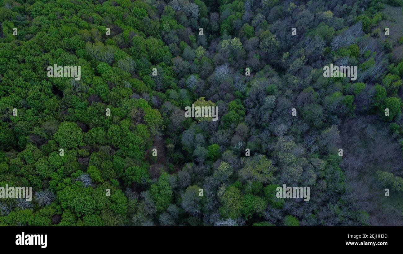 Aerial view of a dense forest with different trees Stock Photo - Alamy