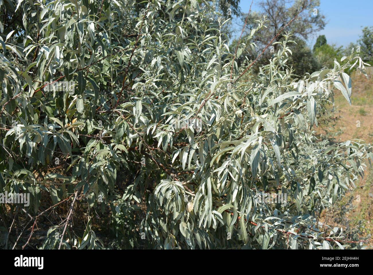 Beautiful oblong frosted leaves of Russian olive. Very beautiful and ...