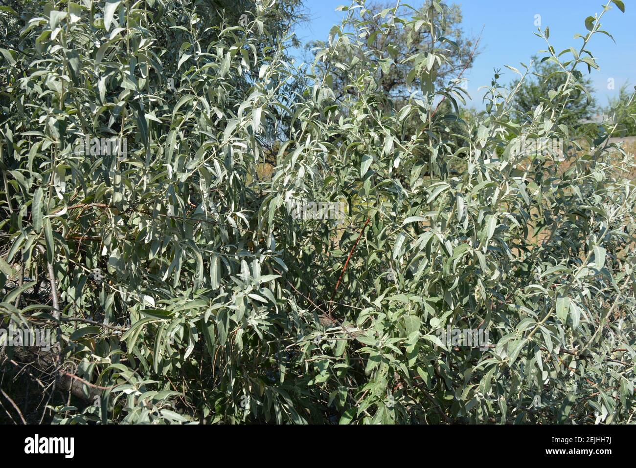 Beautiful oblong frosted leaves of Russian olive. Very beautiful and ...