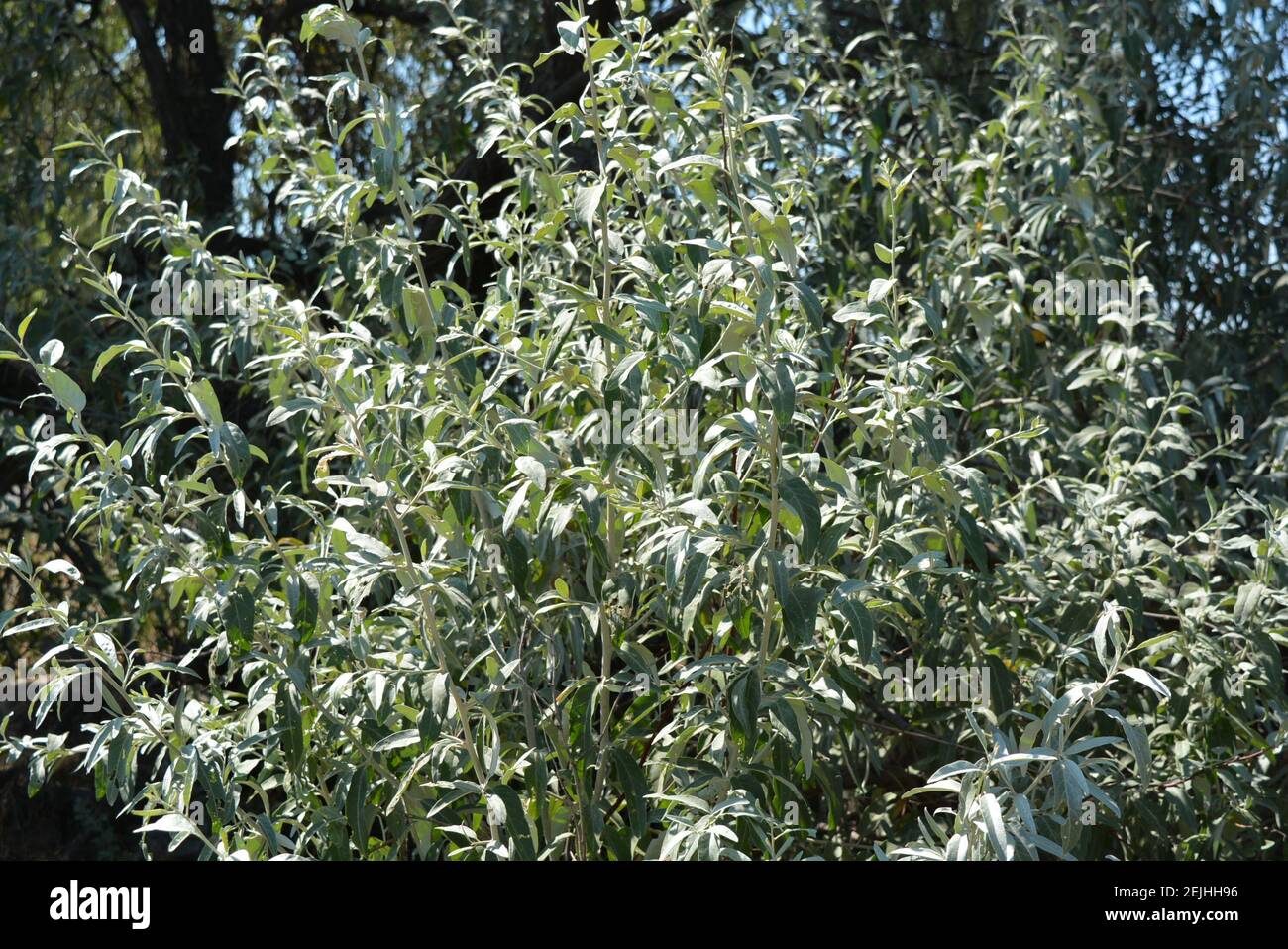 Beautiful oblong frosted leaves of Russian olive. Very beautiful and ...