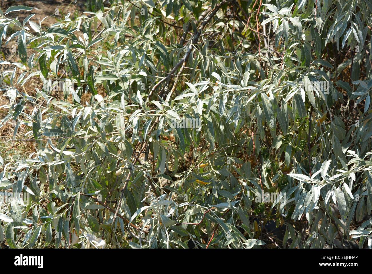 Beautiful oblong frosted leaves of Russian olive. Very beautiful and ...