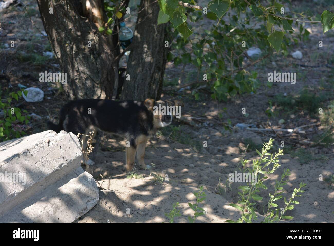 Dog under the tree hi-res stock photography and images - Alamy