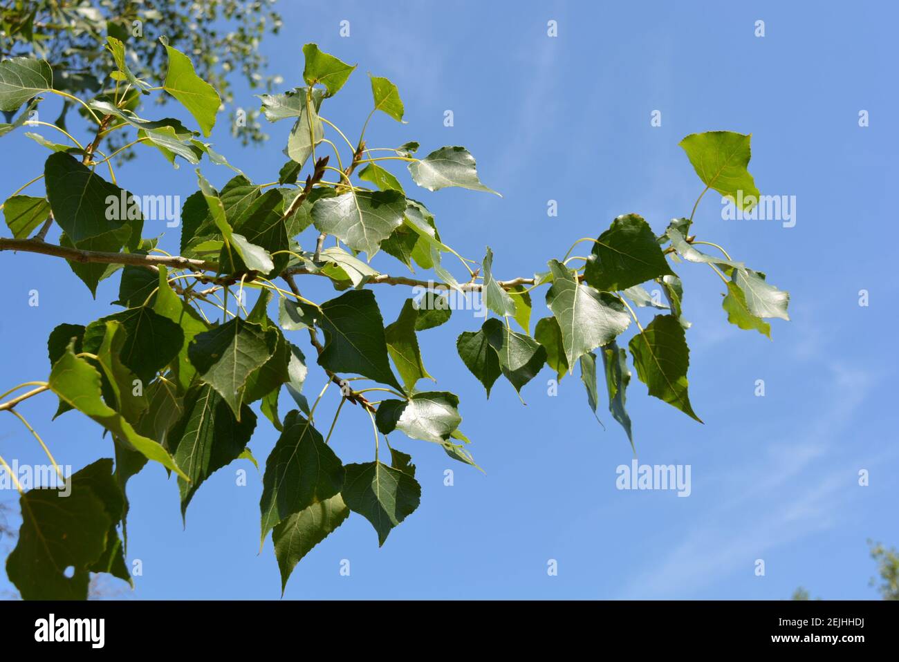 The bright and colorful foliage of the tree is poplar, long branches ...