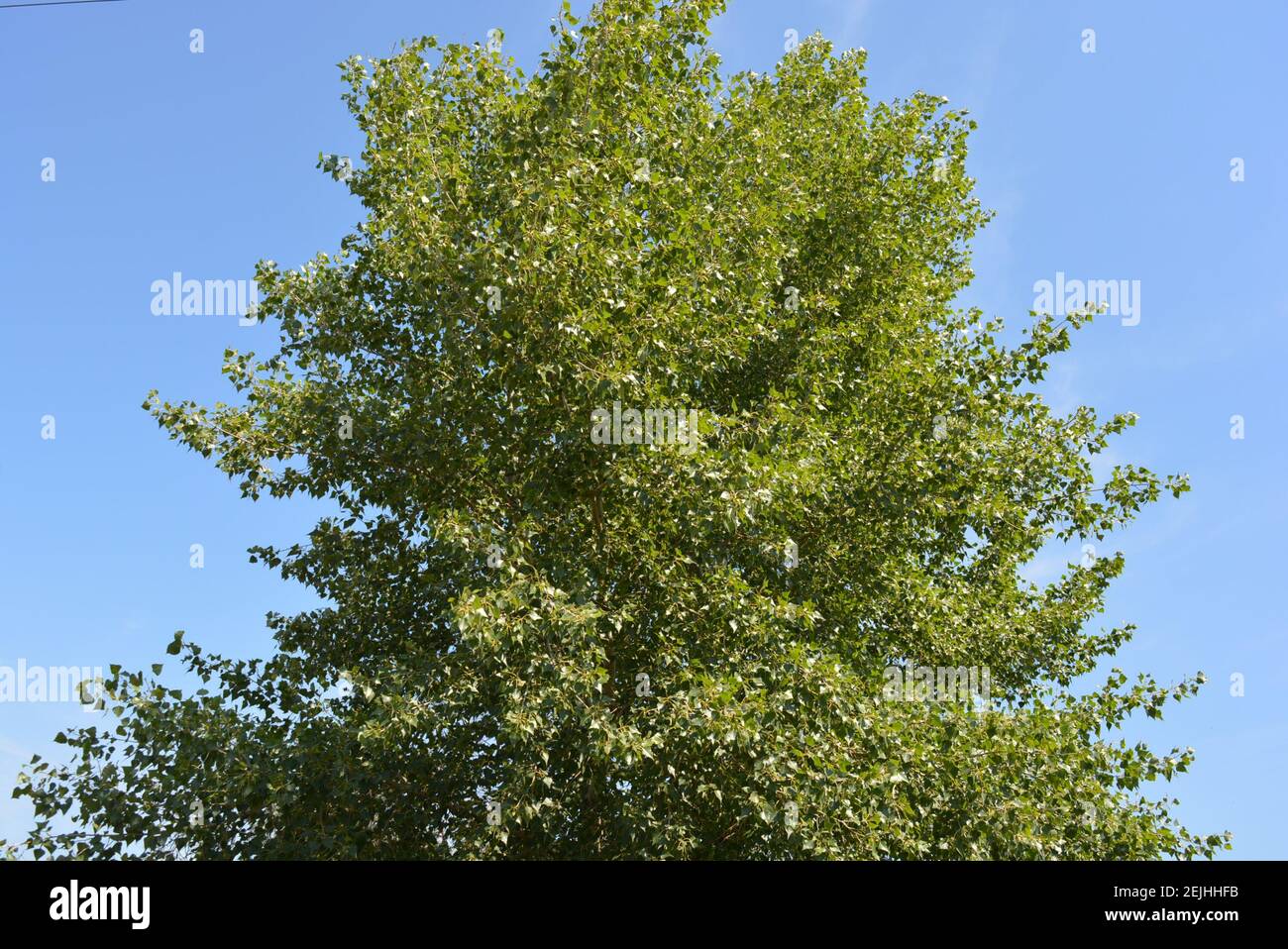 The bright and colorful foliage of the tree is poplar, long branches ...